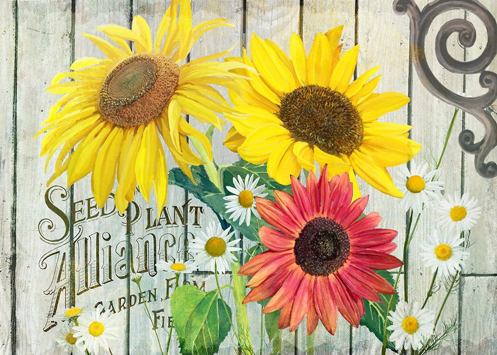 Farm Seed Sunflowers Poster Print - Licensing Studio Art - Posterazzi