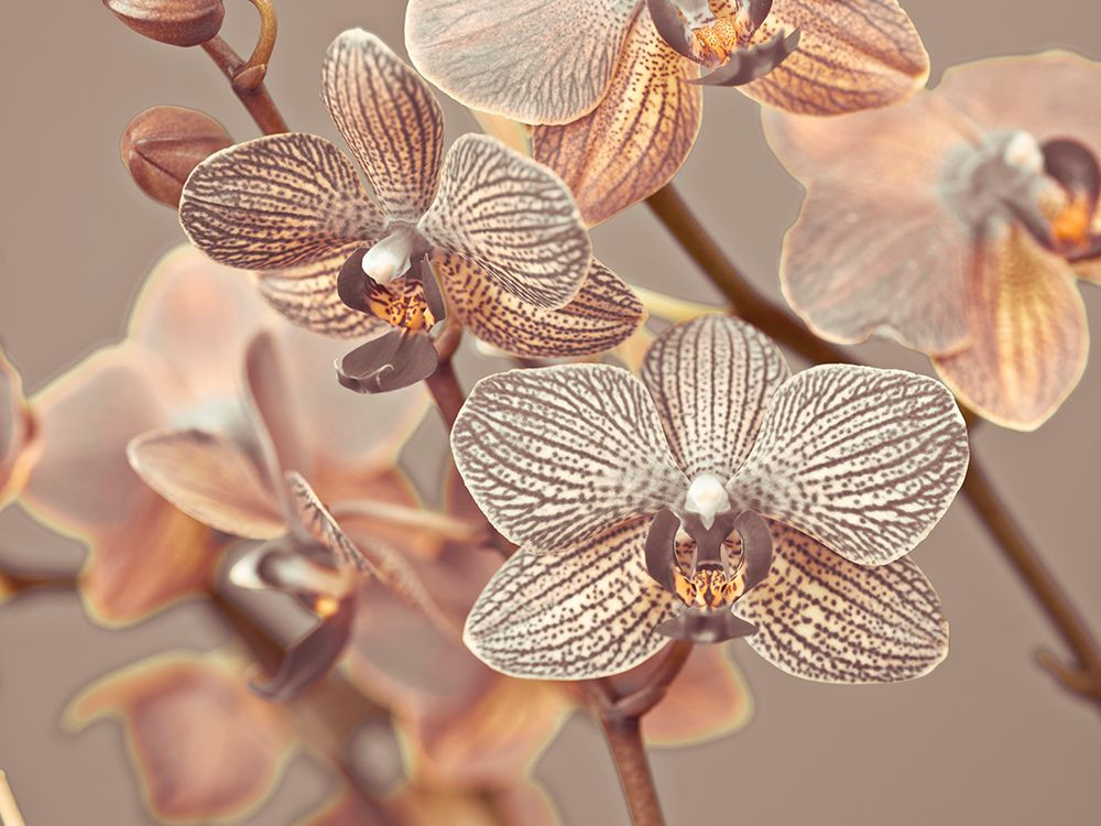 Orchids Close-up Poster Print - Assaf Frank - Posterazzi