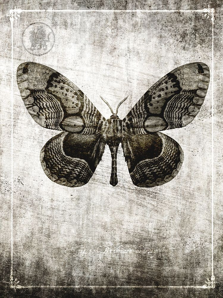 Macabre Collection D Poster Print - ArtLab GI - Posterazzi