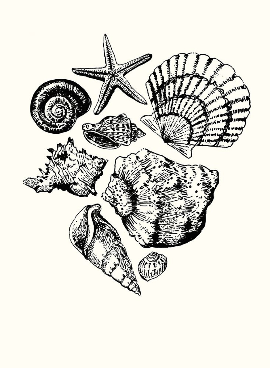 Shells 1 Poster Print - Erin Lin - Posterazzi