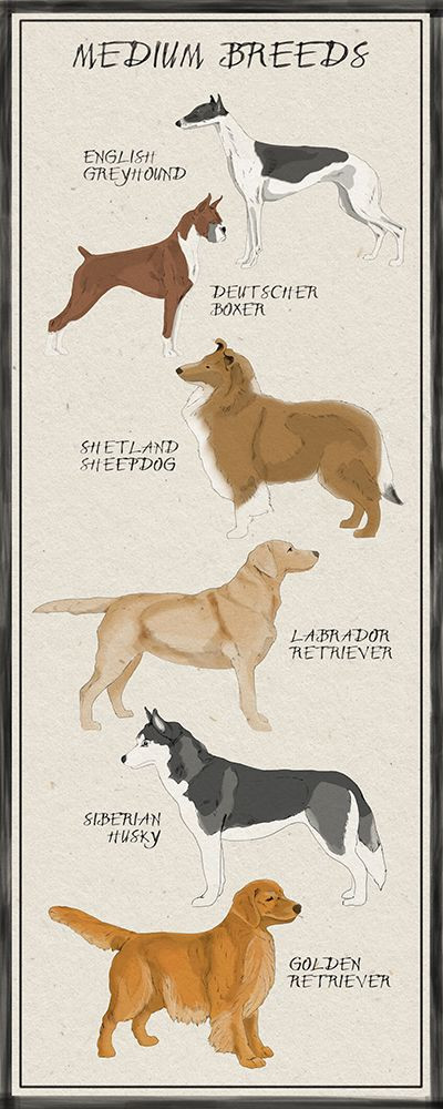 Medium Breeds Poster Print - ArtLab GI - Posterazzi