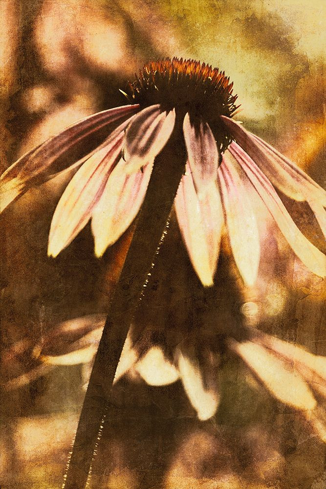 Echinacea II Poster Print - Thea Schrack - Posterazzi