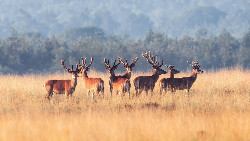 Red Deer Poster Print - den Jaap van - Posterazzi
