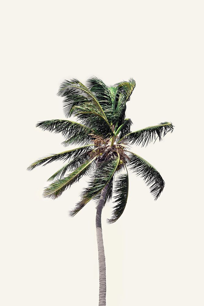 Windy Palm Tree Poster Print - Kathrin Pienaar - Posterazzi