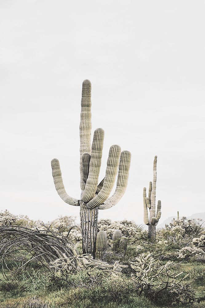 Pink Saguaro Poster Print - Kathrin Pienaar - Posterazzi