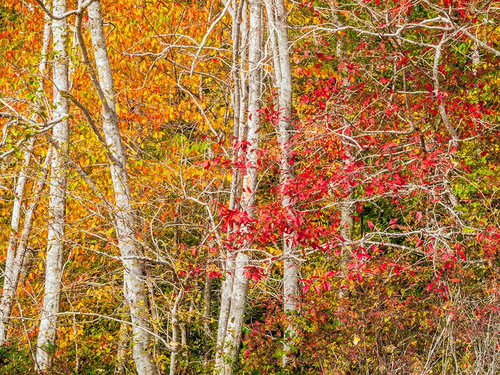 Trees 2 Poster Print - Keith Lazelle - Posterazzi