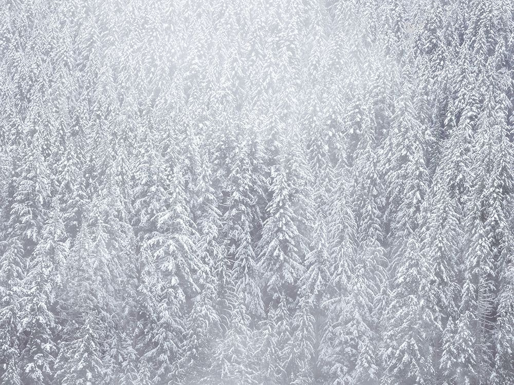 Trees 3 Poster Print - Keith Lazelle - Posterazzi