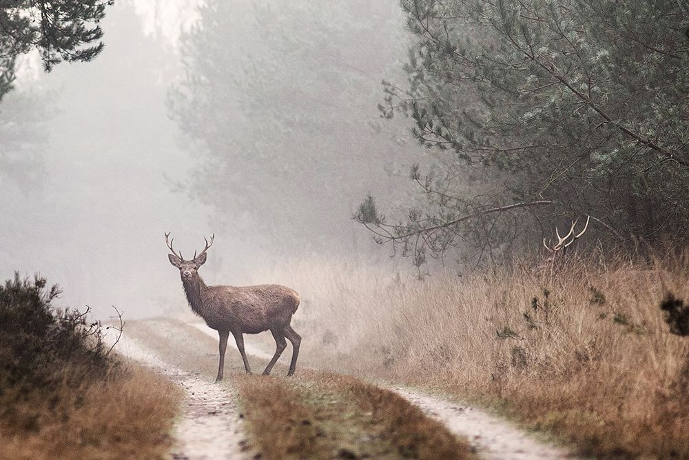 Deer Poster Print - den Jaap van - Posterazzi