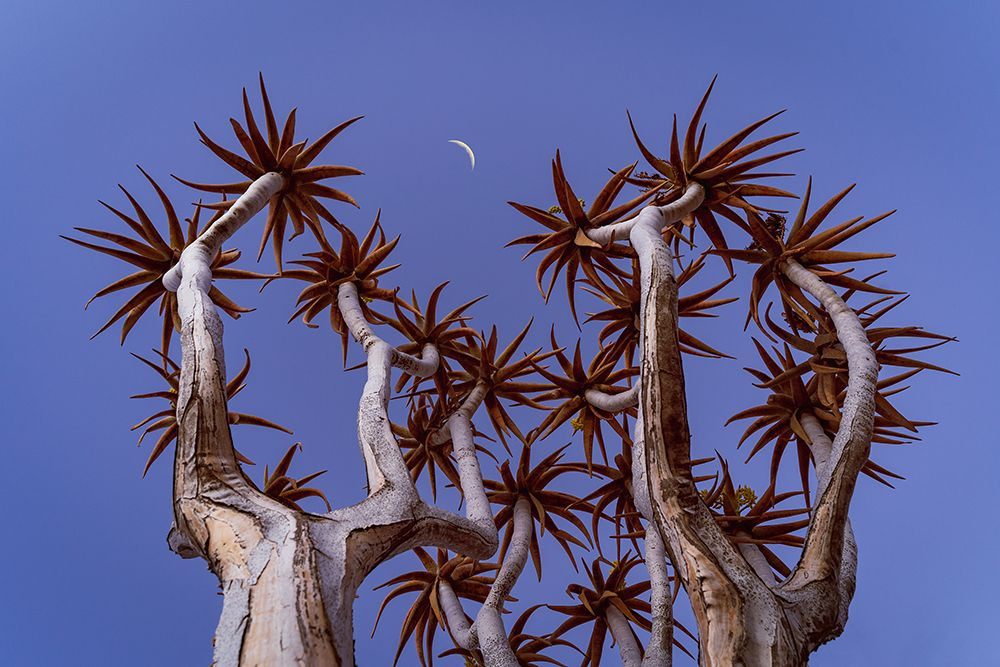 Quiver Tree #3 Poster Print - Grant Hou - Posterazzi