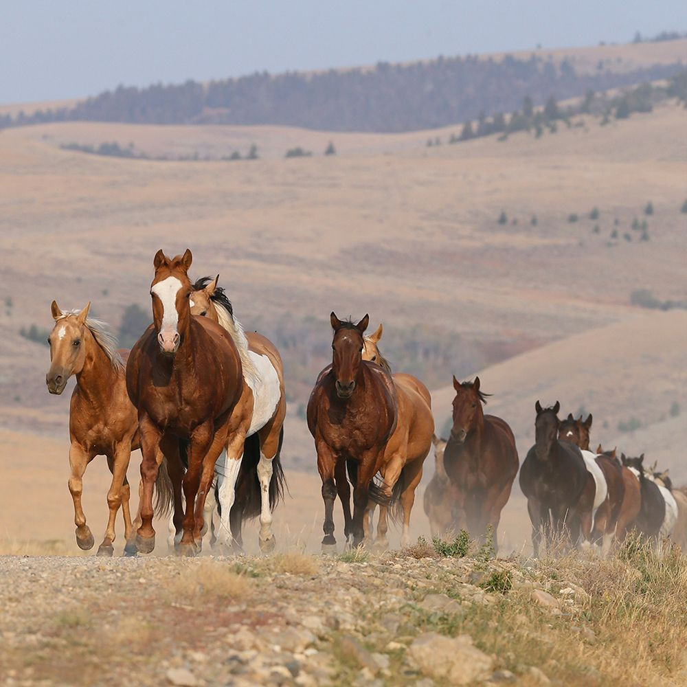 Run Wild Poster Print - Carol Walker - Posterazzi