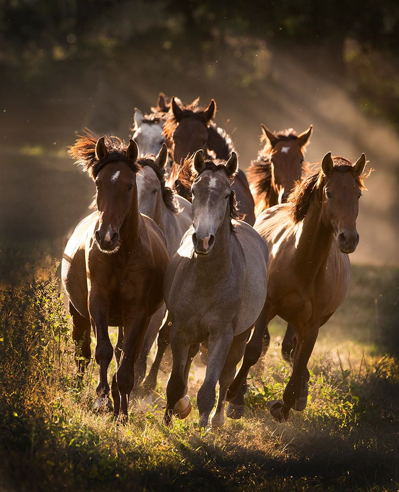 Running Mates Poster Print - Carol Walker - Posterazzi