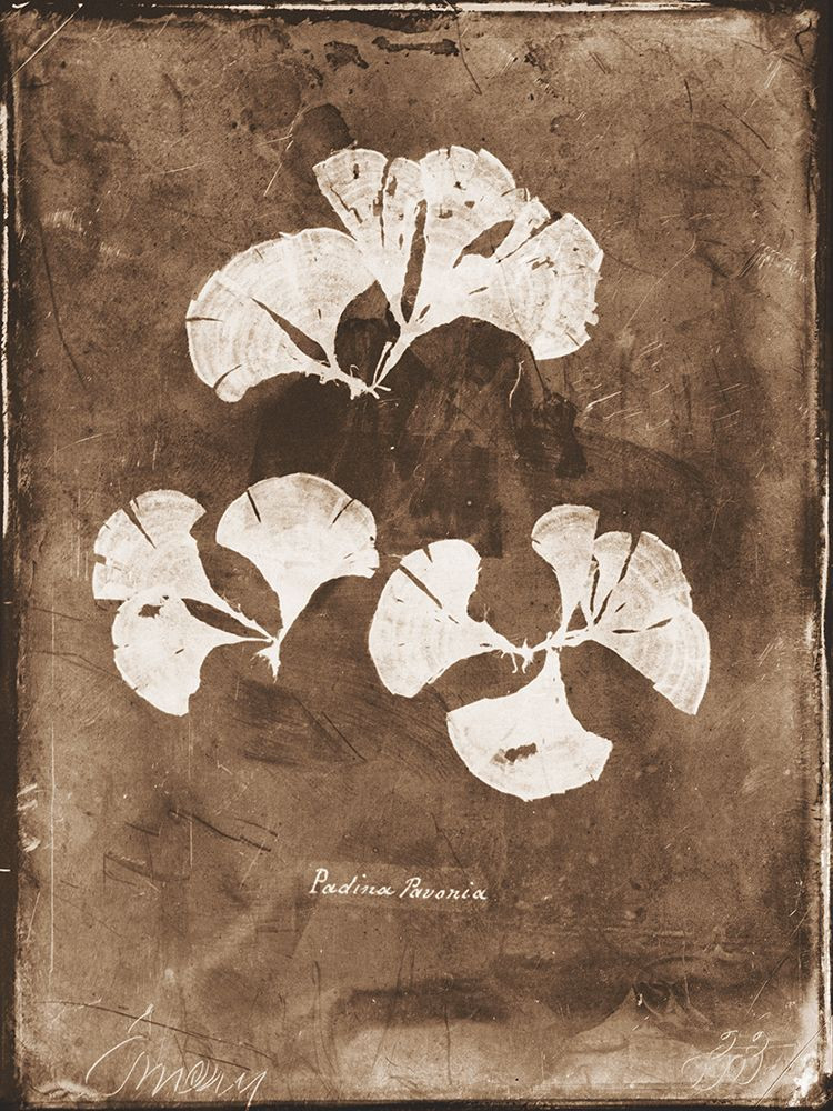 Natural Forms Sepia 4 Poster Print - Studio SEA - Posterazzi