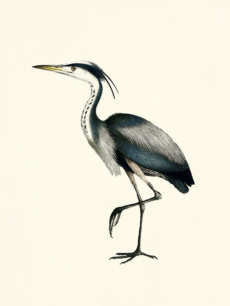Bird I on Cream Poster Print - Piddix - Posterazzi