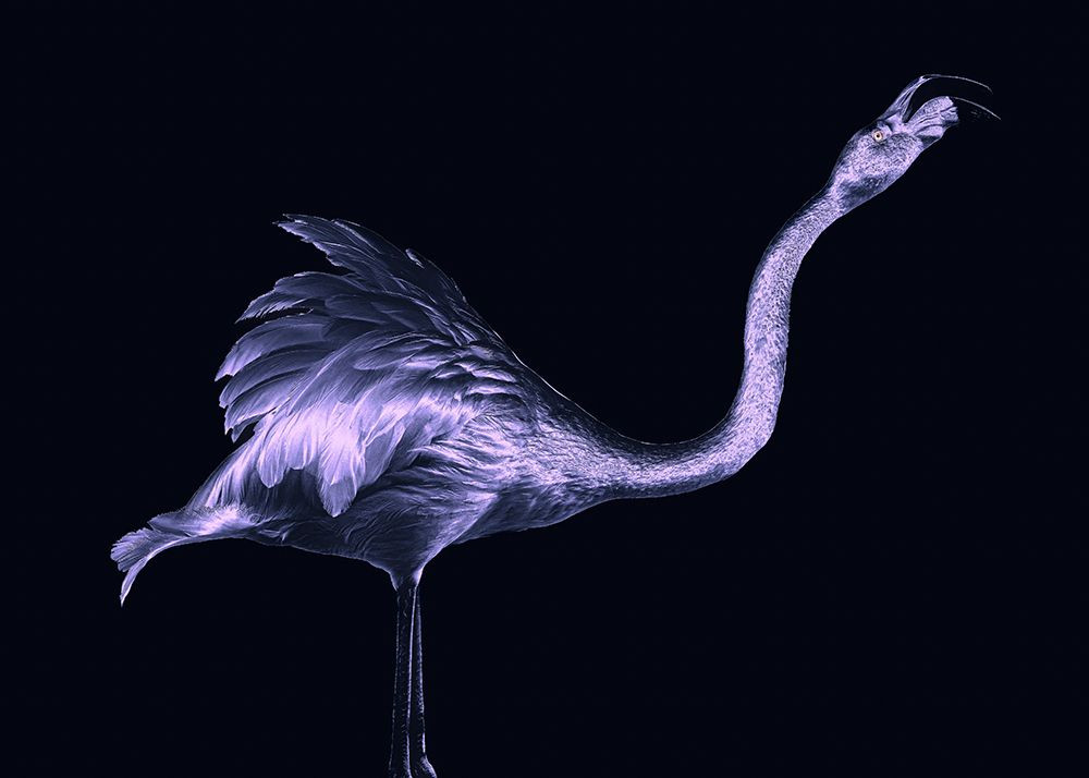 Silver Flamingo Poster Print - Georgios Tsikiridis - Posterazzi