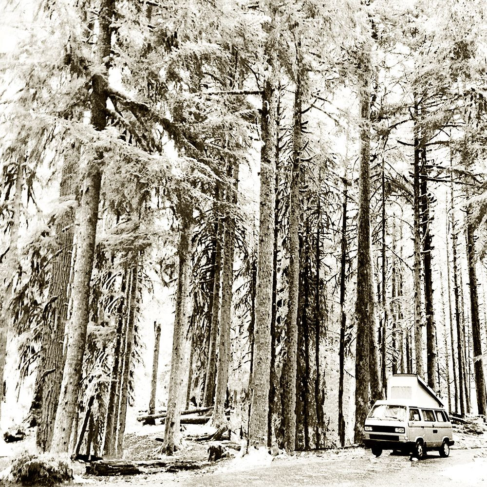Snow In The Forest Poster Print - Kali Wilson - Posterazzi