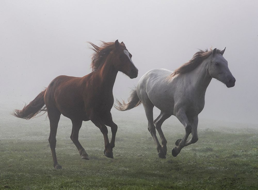 Running Wild Poster Print - Carol Walker - Posterazzi