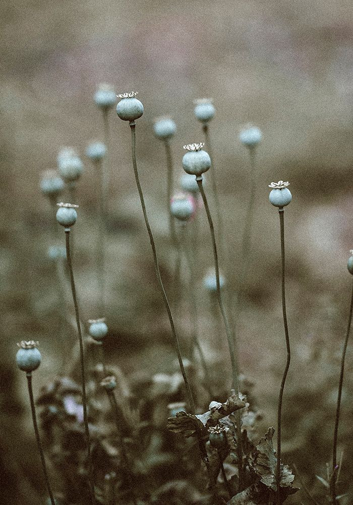 Poppy Pods Poster Print - Incado # VARPDXIN32926 - Posterazzi