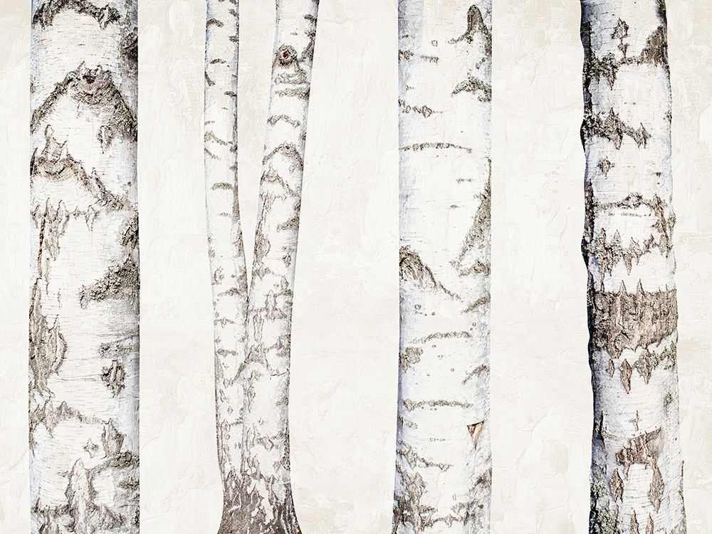 Birches Poster Print - Ann Bailey # VARPDXBARC160A - Posterazzi