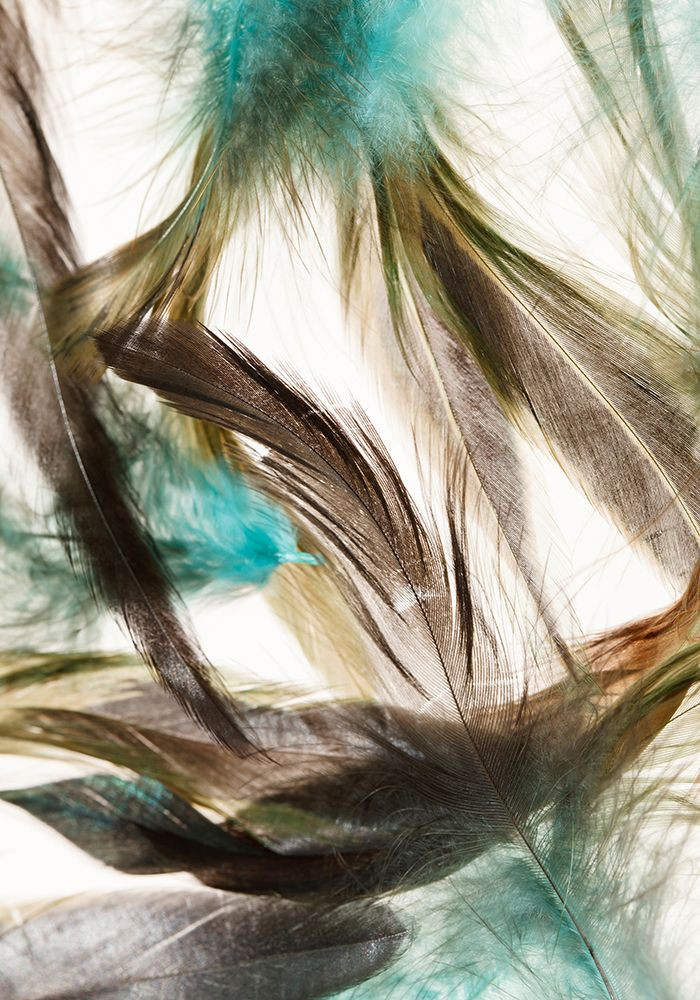 Floating Feathers Poster Print - Incado # VARPDXIN32931 - Posterazzi