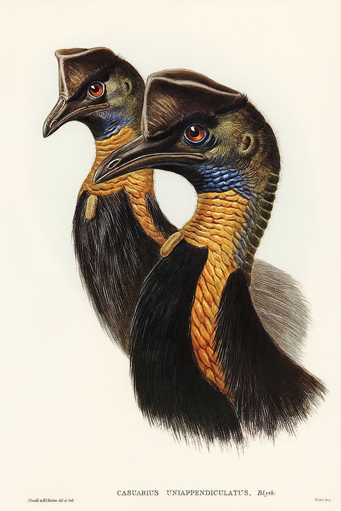 One-carunculated Cassowary-Casuarius uniappendiculatus Poster Print ...