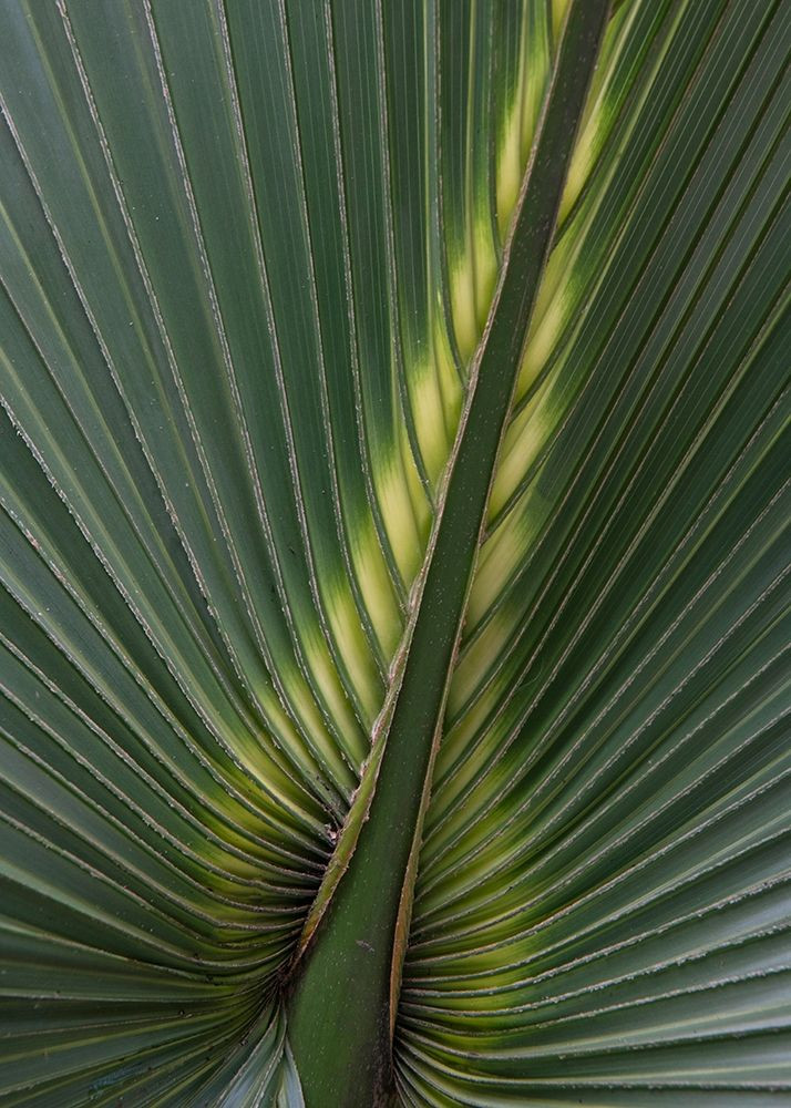 Palm Detail IV Poster Print - Danny Head # VARPDX207216 - Posterazzi