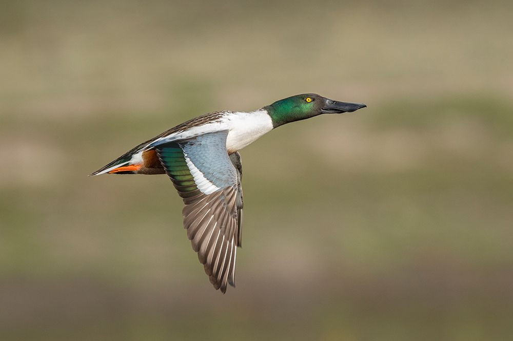 Going Up Poster Print - Greg Barsh # VARPDX1075333 - Posterazzi