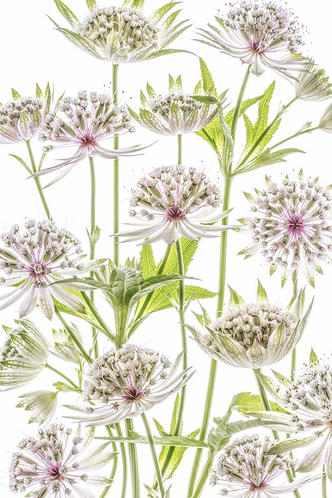 .Astrantia. Poster Print - Mandy Disher # VARPDX1888380 - Posterazzi