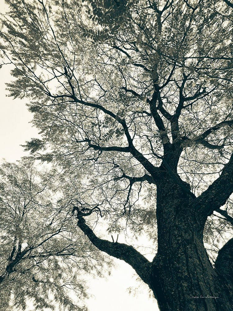 Branching Out II Poster Print - Swearingen Debra Van - Item ...