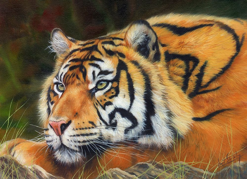Sumatran Tiger Poster Print - David Stribbling (24 x 17) - Posterazzi