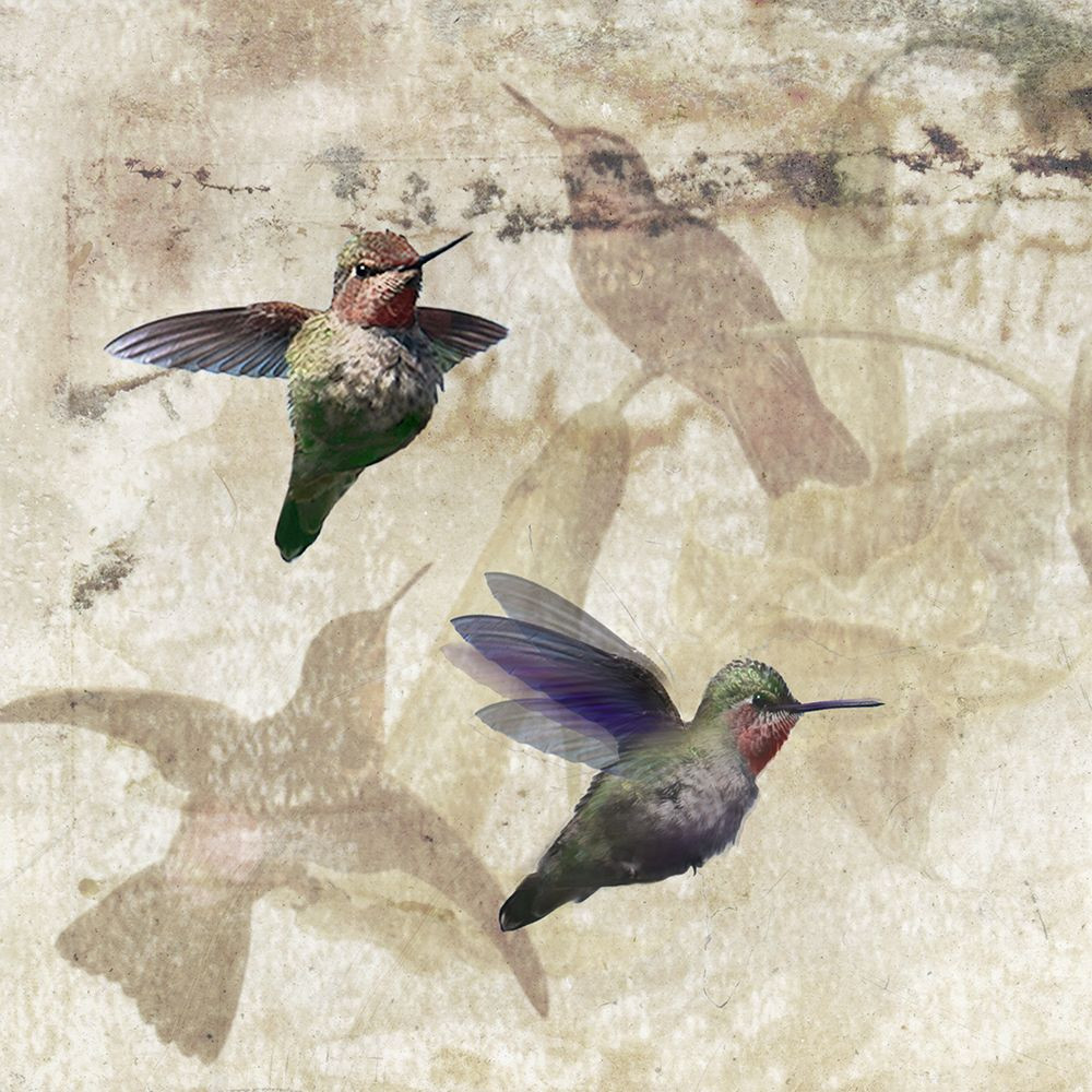 Hummingbird IV Poster Print - Susan Friedman (12 x 12) - Posterazzi