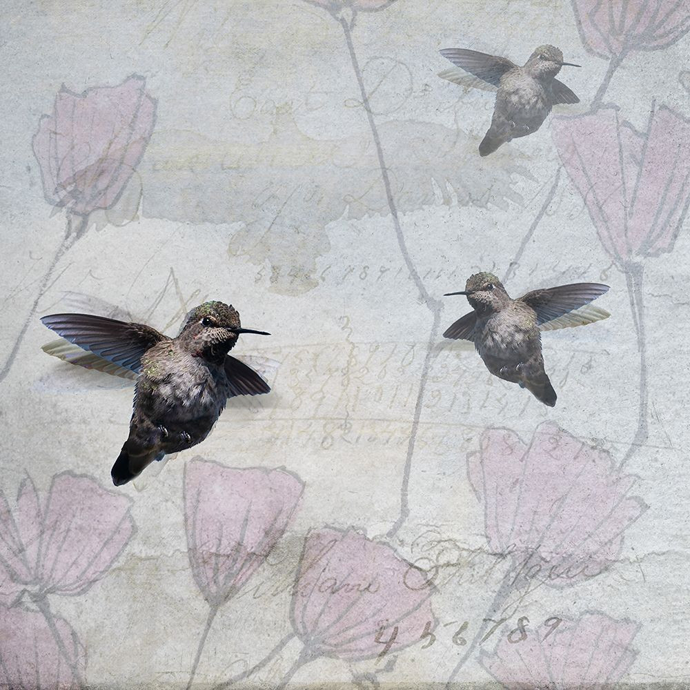 Hummingbird I Poster Print - Susan Friedman (24 x 24) - Posterazzi