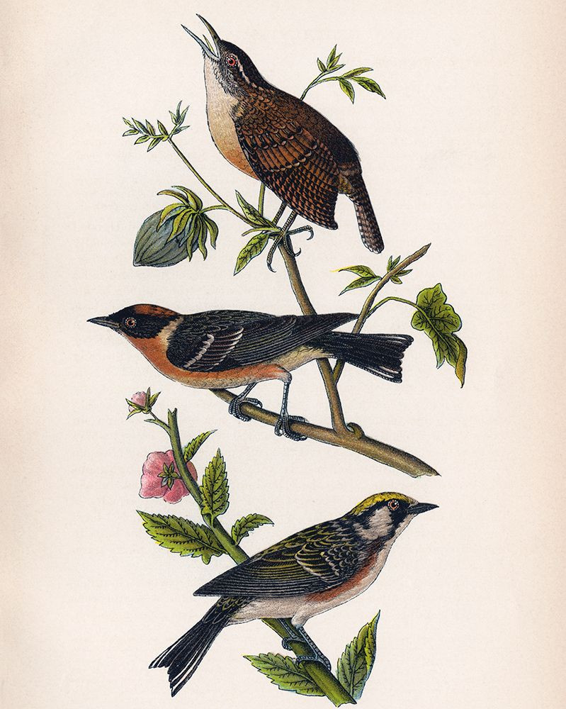Bird Branch Poster Print - Piddix (24 x 30) - Posterazzi