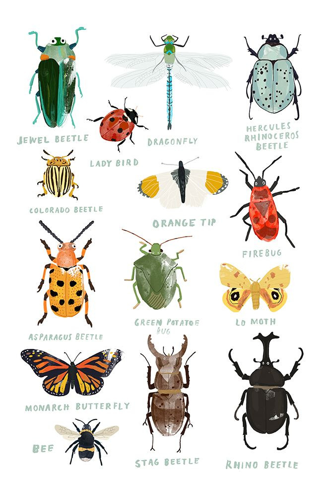 Bugs Poster Print - Hanna Melin - Posterazzi