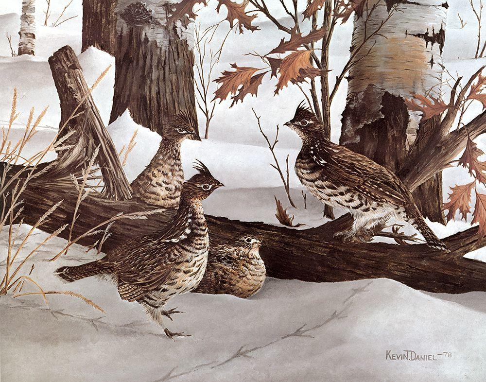 Early Winter Covey Poster Print - Kevin Daniel - Posterazzi