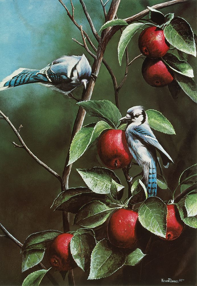 Summer Bluejays Poster Print - Kevin Daniel - Posterazzi