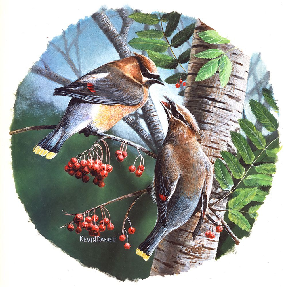 Cedar Waxing Poster Print - Kevin Daniel - Posterazzi