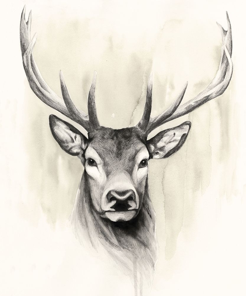 Timberland Animals I Poster Print - Grace Popp - Posterazzi