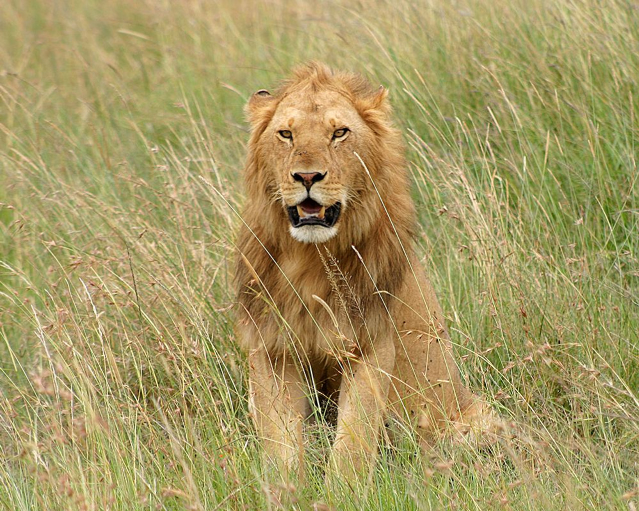Lion In Kenya Poster Print - Susan Bryant - Posterazzi