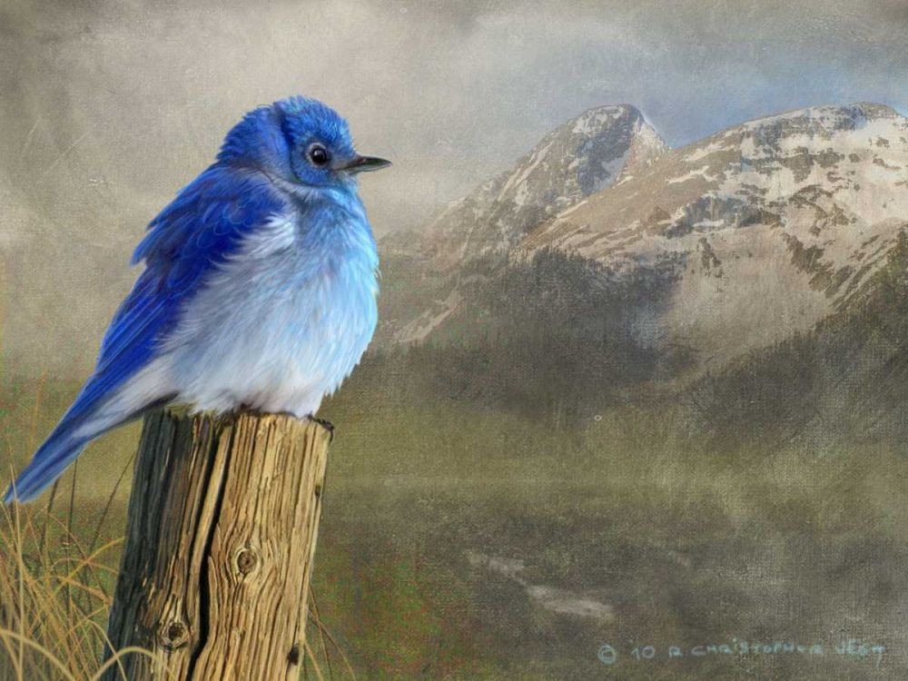 Mountain Blue Bird Poster Print - Chris Vest - Posterazzi