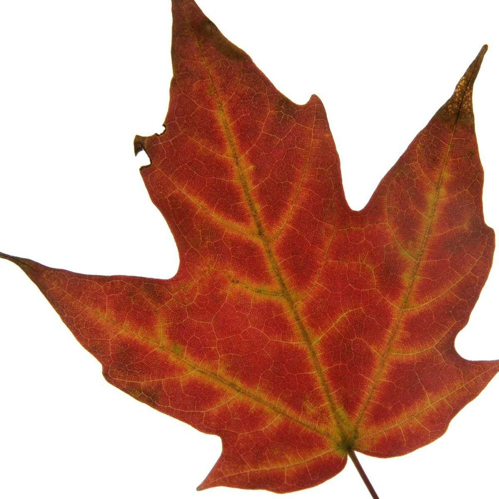 Leaf Inflorescence V Poster Print - A. Project - Posterazzi