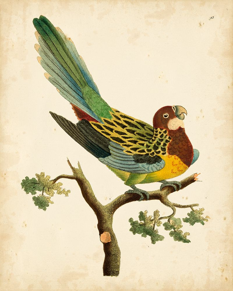 Nodder Tropical Bird II Poster Print - Frederick P. Nodder - Posterazzi