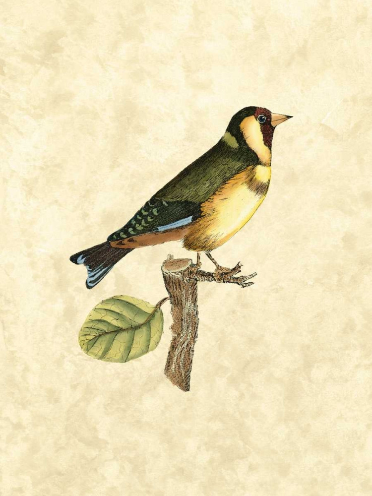 Selby Birds I Poster Print - John Selby - Posterazzi