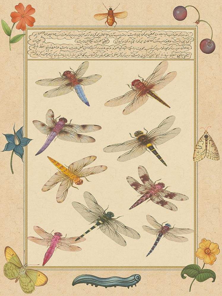 Small Dragonfly Manuscript III - Posterazzi