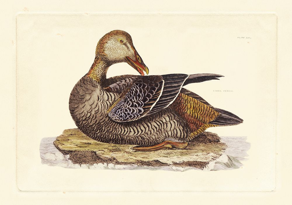 Selby Duck IV Poster Print - John Selby - Posterazzi