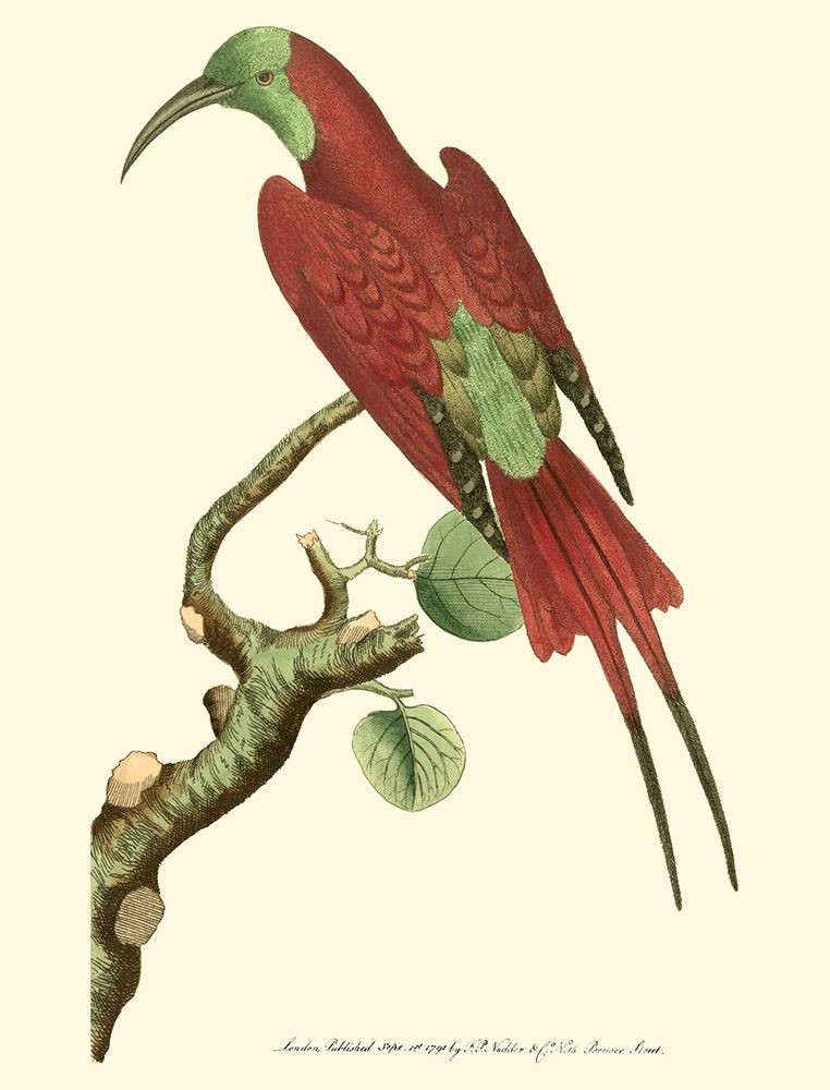 Crimson Birds IV Poster Print - Frederick P. Nodder - Posterazzi