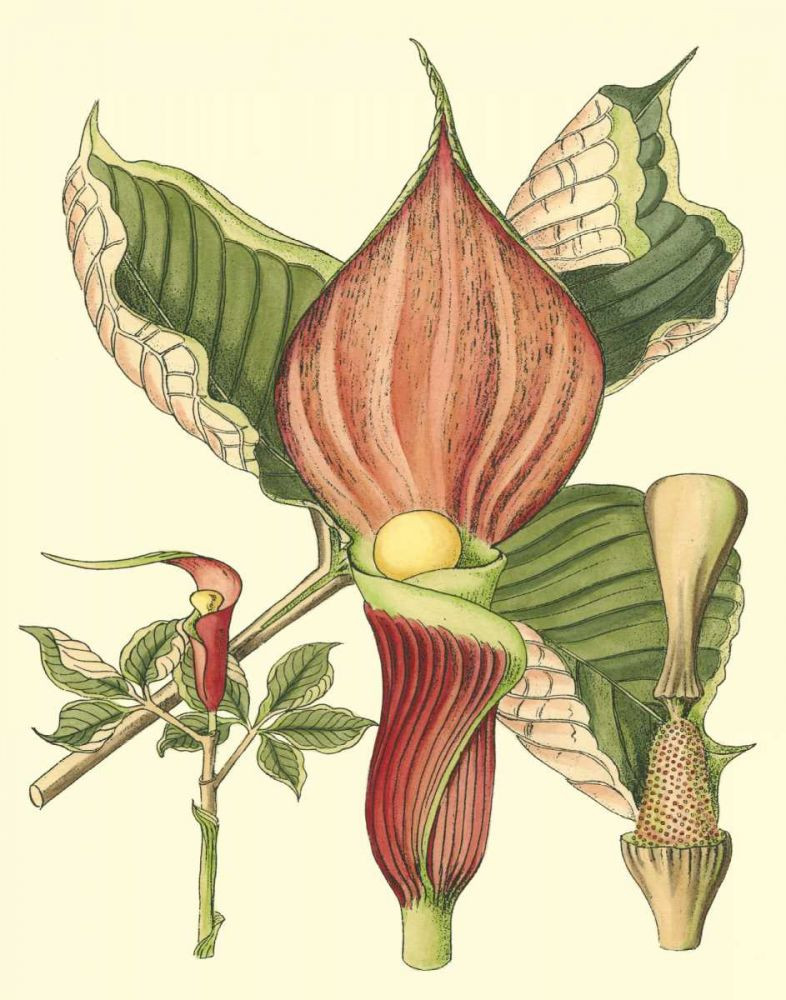 Botanical Fantasy I Poster Print - Unknown - Posterazzi