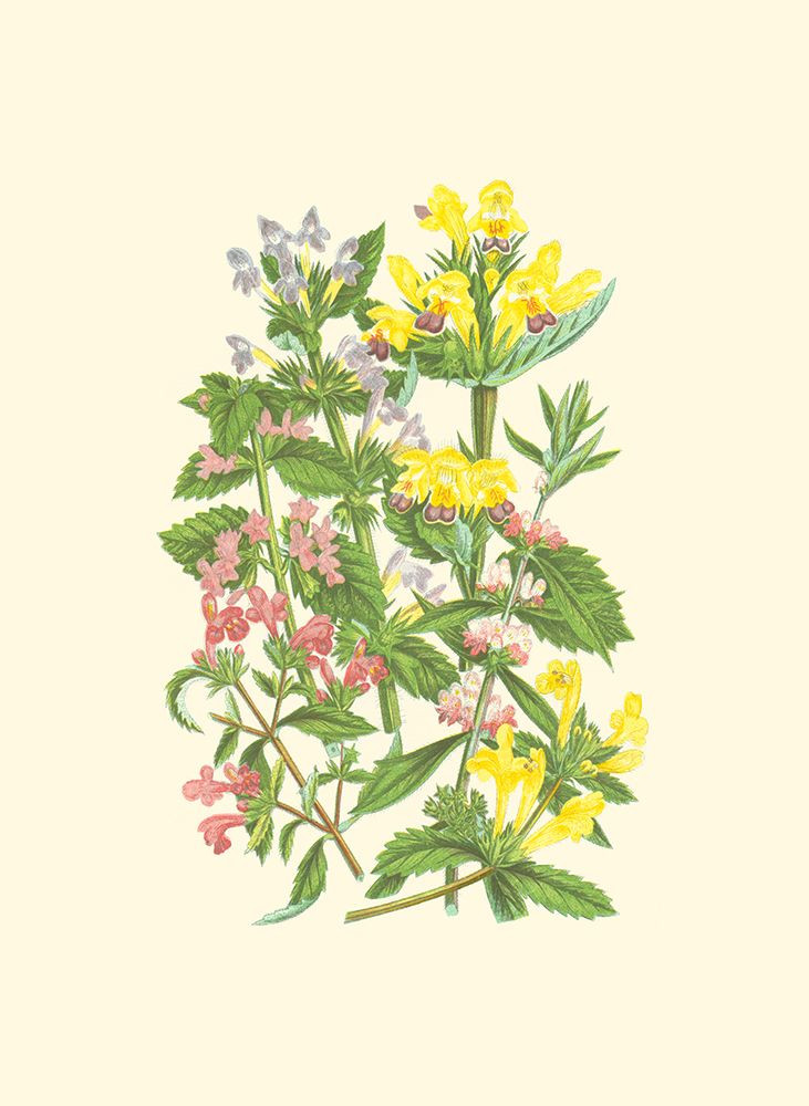 Summer Garden XI Poster Print - Anne Pratt - Posterazzi