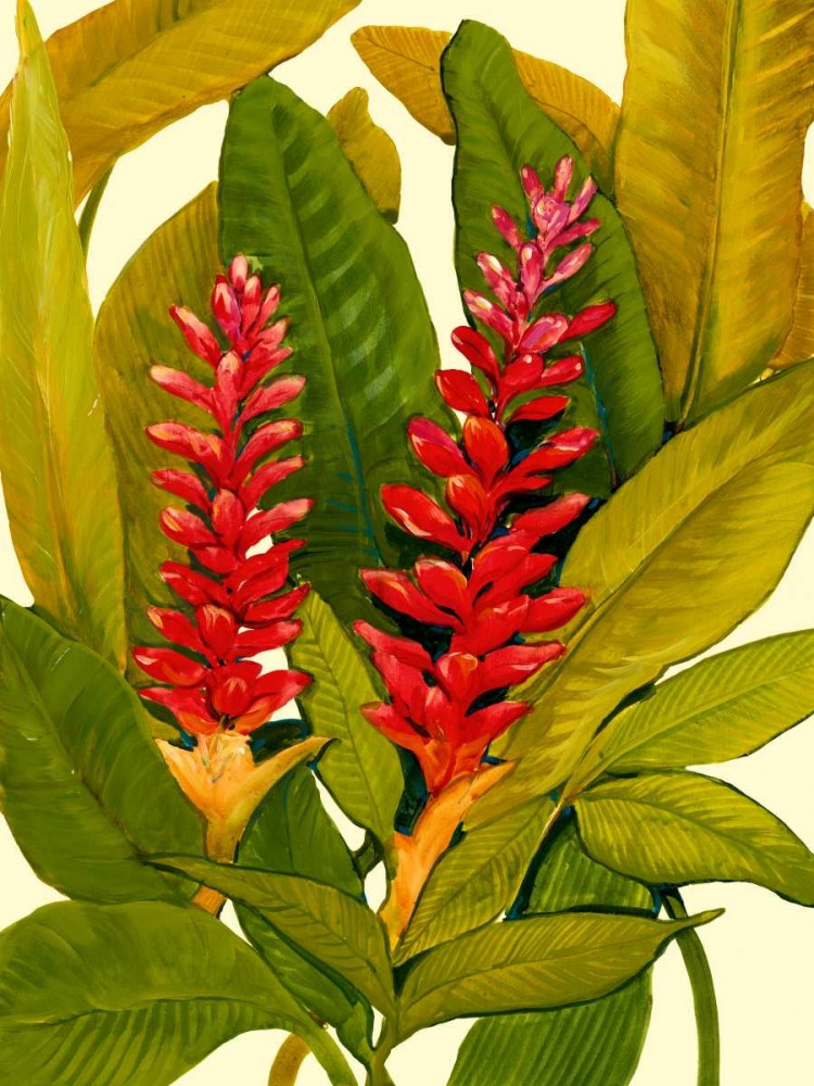 Tropical Red Ginger Poster Print - Tim OToole - Posterazzi