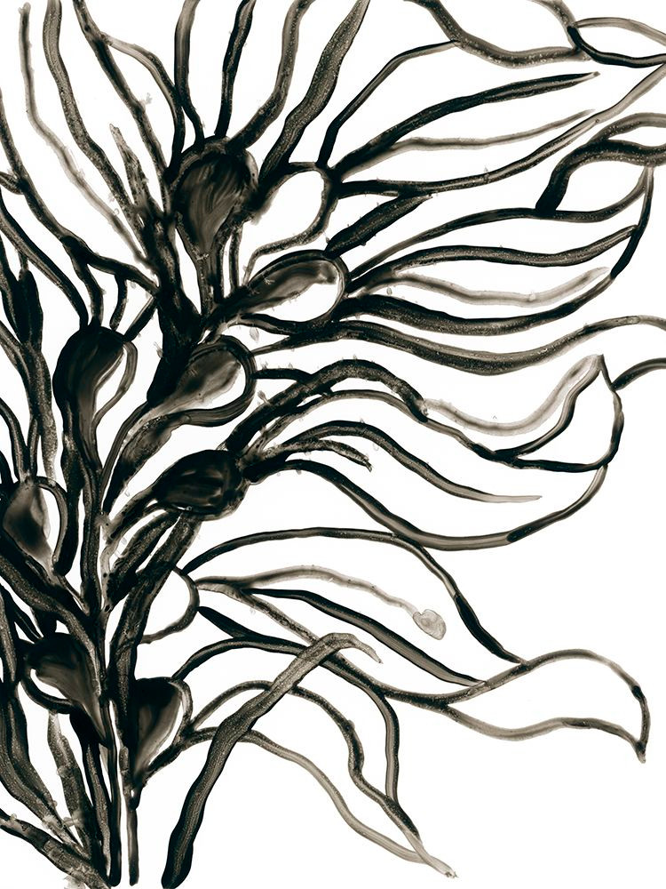 Kelp Contour IV Poster Print - June Erica Vess - Posterazzi