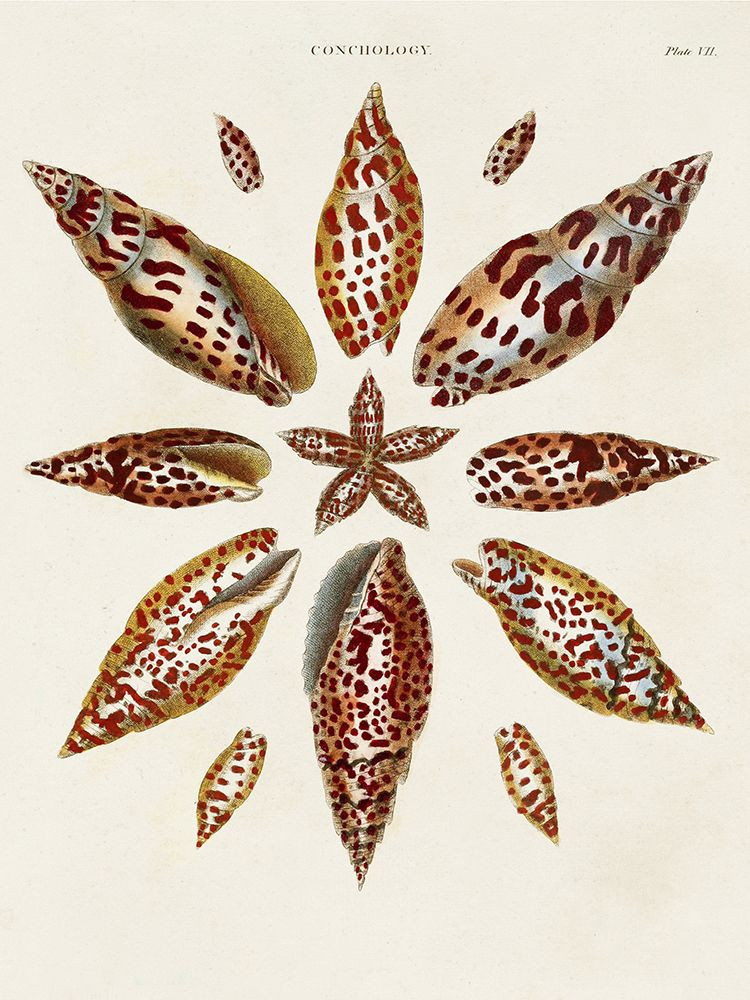 Spiral Shell Formation I Poster Print - Albertus Seba - Posterazzi